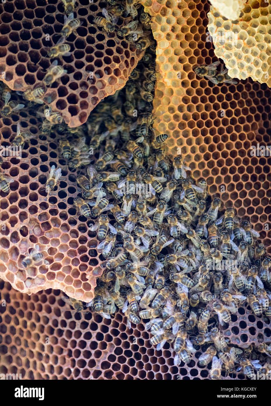 Bee Hive In Tree Inside