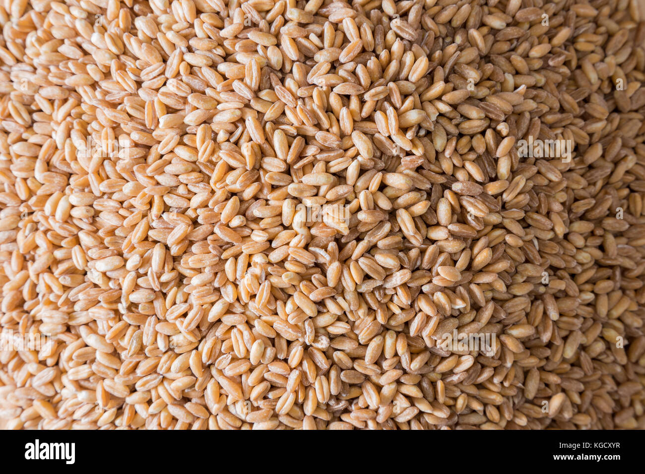 Spelt seeds hi-res stock photography and images - Alamy