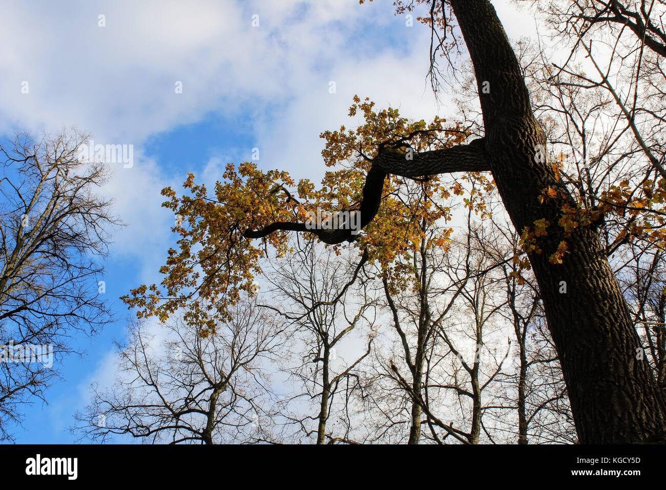Branch of a tree with yellowed leaves in the park in the estate of Count Leo Tolstoy in Yasnaya ...