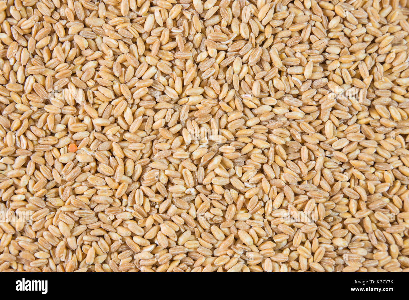 Spelt seen from close up Stock Photo - Alamy