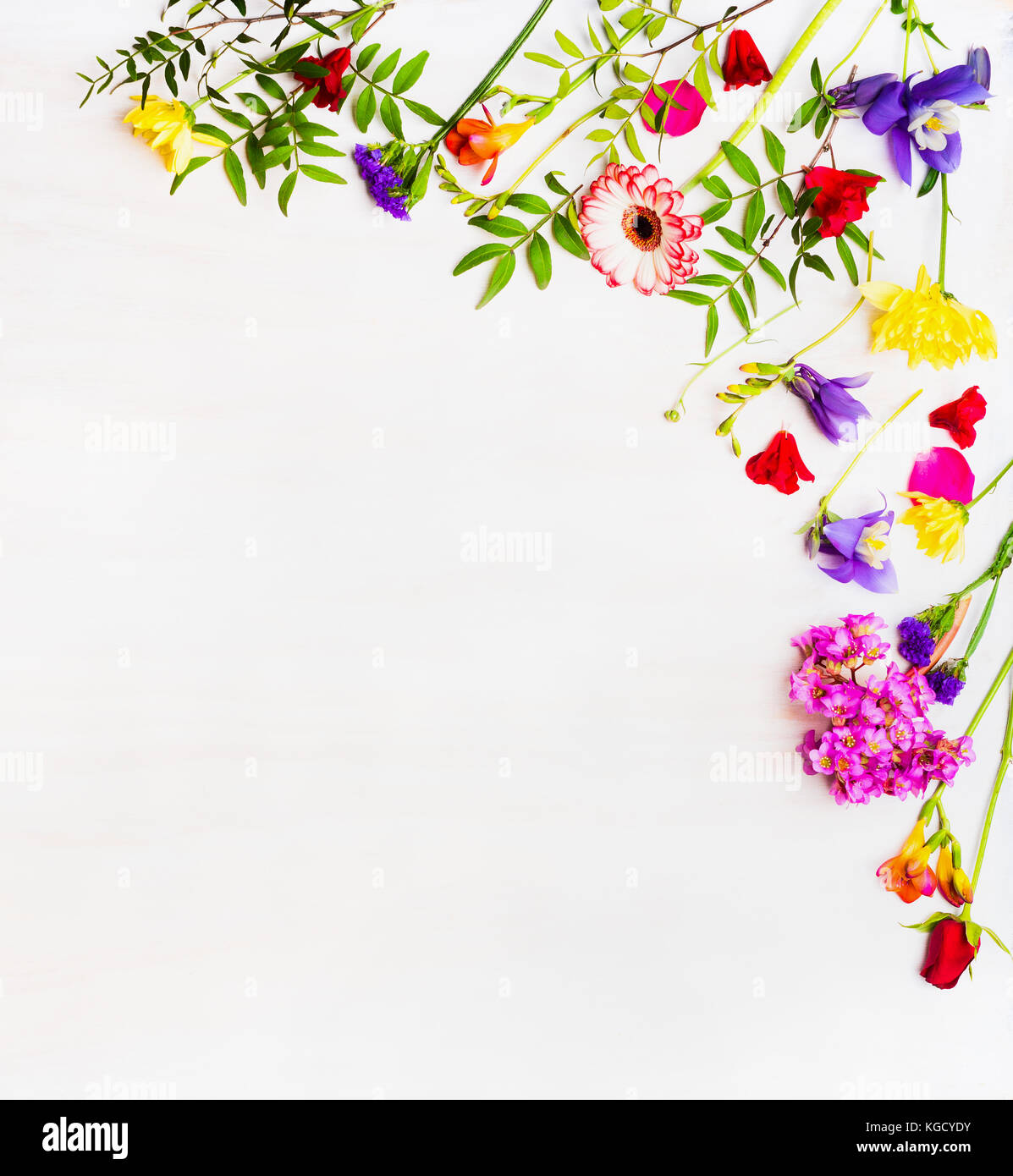 fresh colorful spring flowers, Border, place for text Stock Photo - Alamy