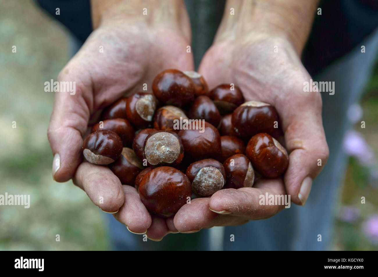 Hands full of chestnuts Stock Photo - Alamy