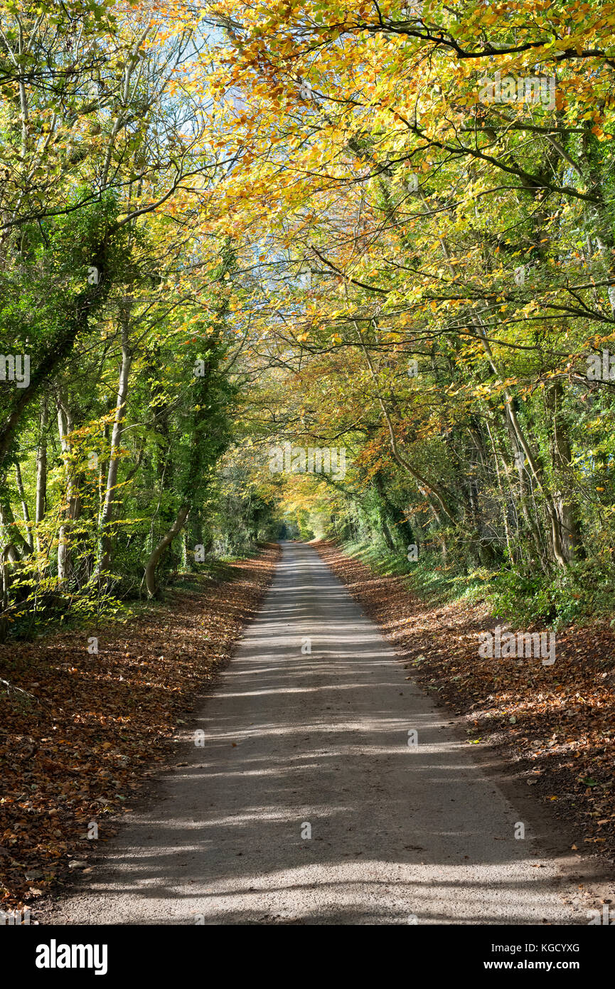 English beech trees hi-res stock photography and images - Alamy