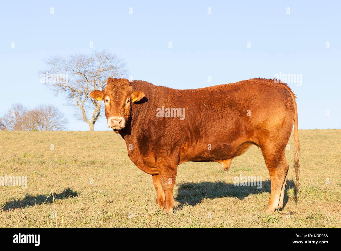 Limousin beef bull at sunset standing looking sideways at the camera in ...