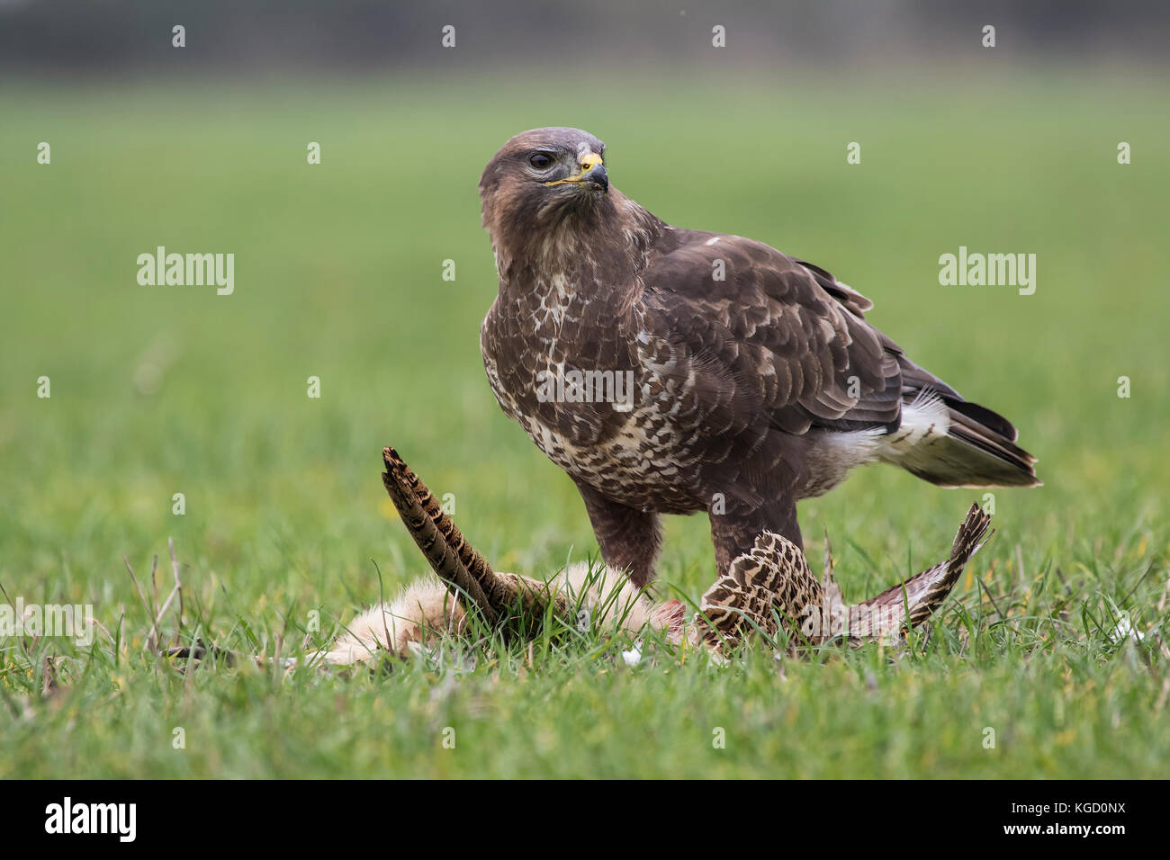 Buzzard with prey Stock Photo - Alamy