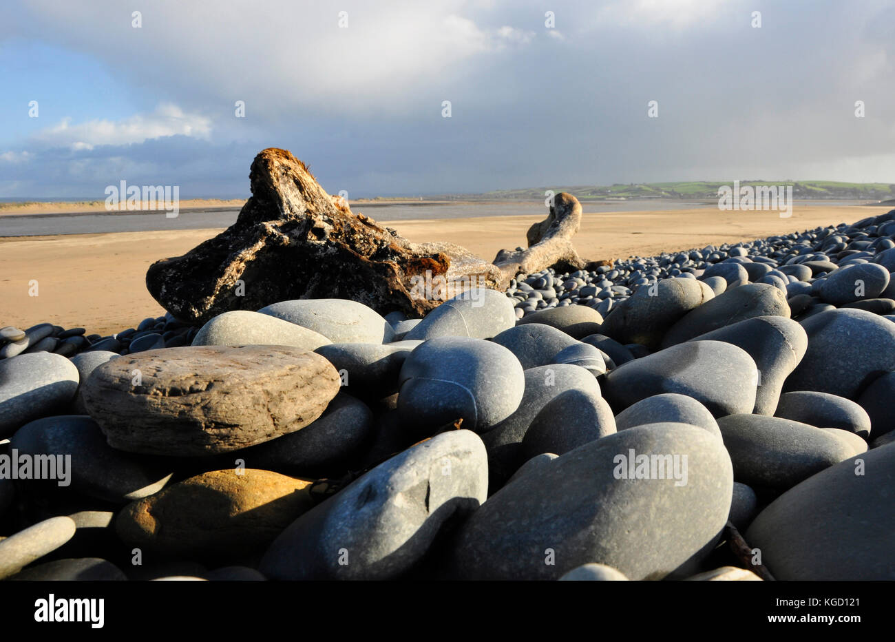 Tree trunk on the pebble ridge around Northam Burrows nr Bideford ...