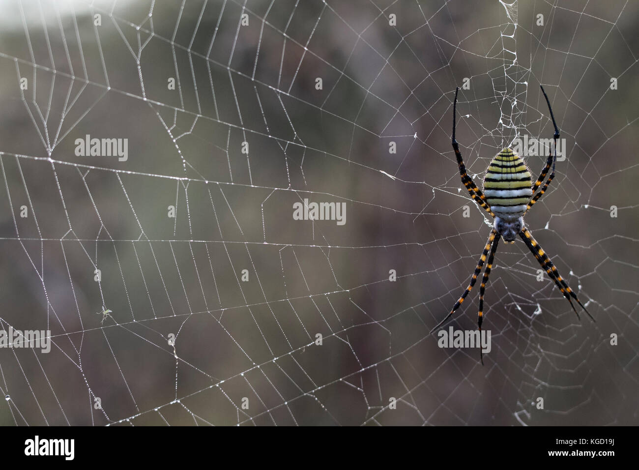 Tiger spider Argiope bruennichi on web Stock Photo - Alamy