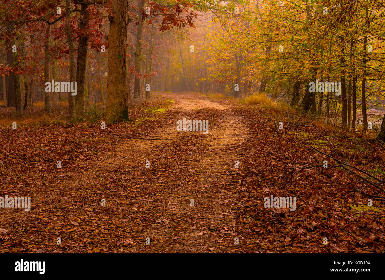 Late autumn forest background with fallen leaves and foggy trees on the ...