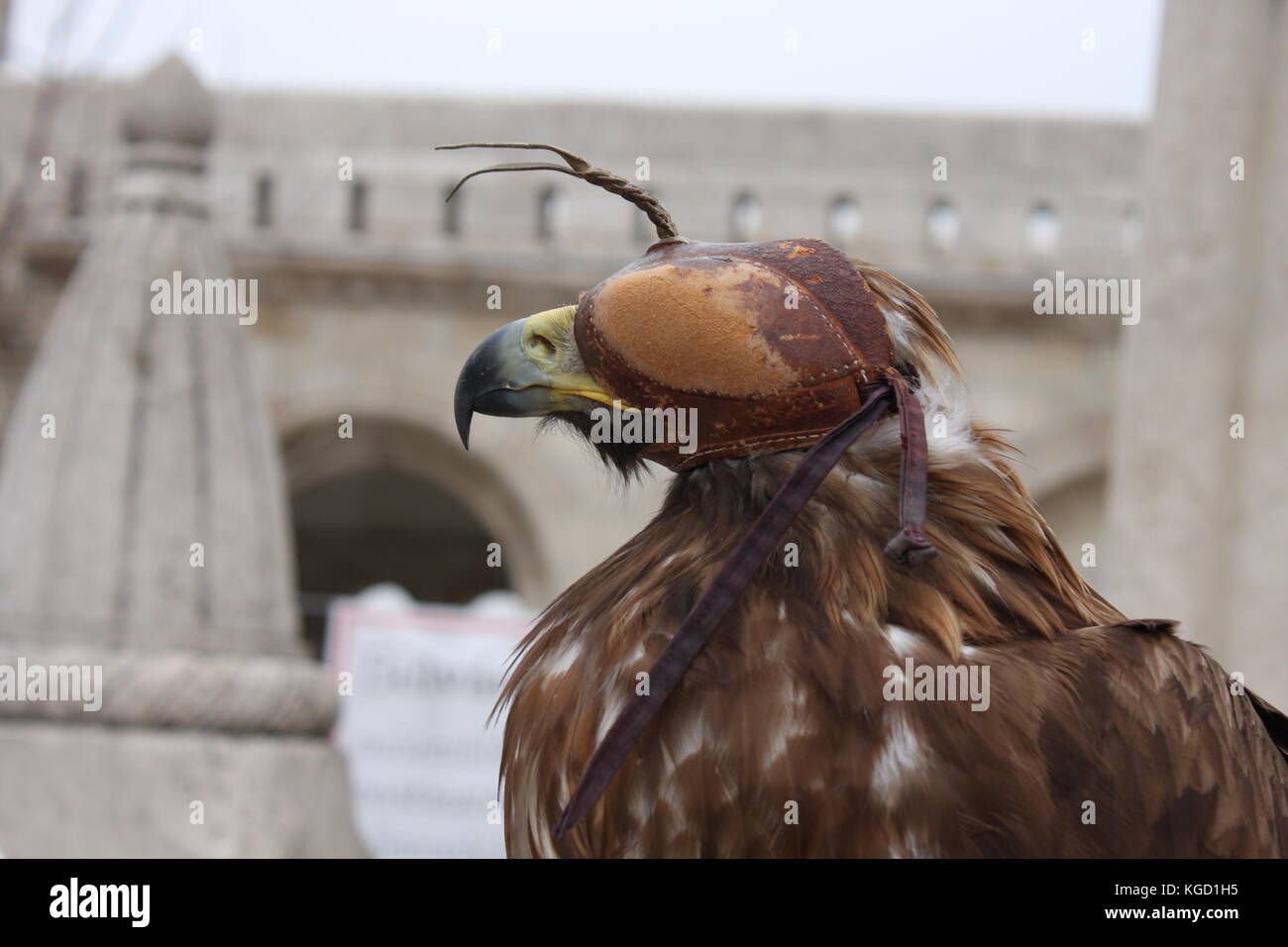 European Eagle with leather mask Stock Photo - Alamy