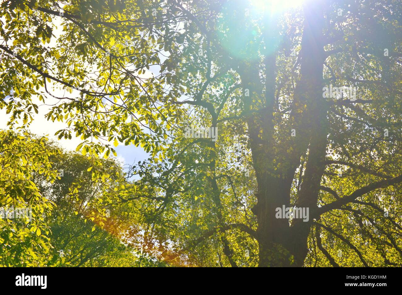Sunlight shining through the trees Stock Photo - Alamy