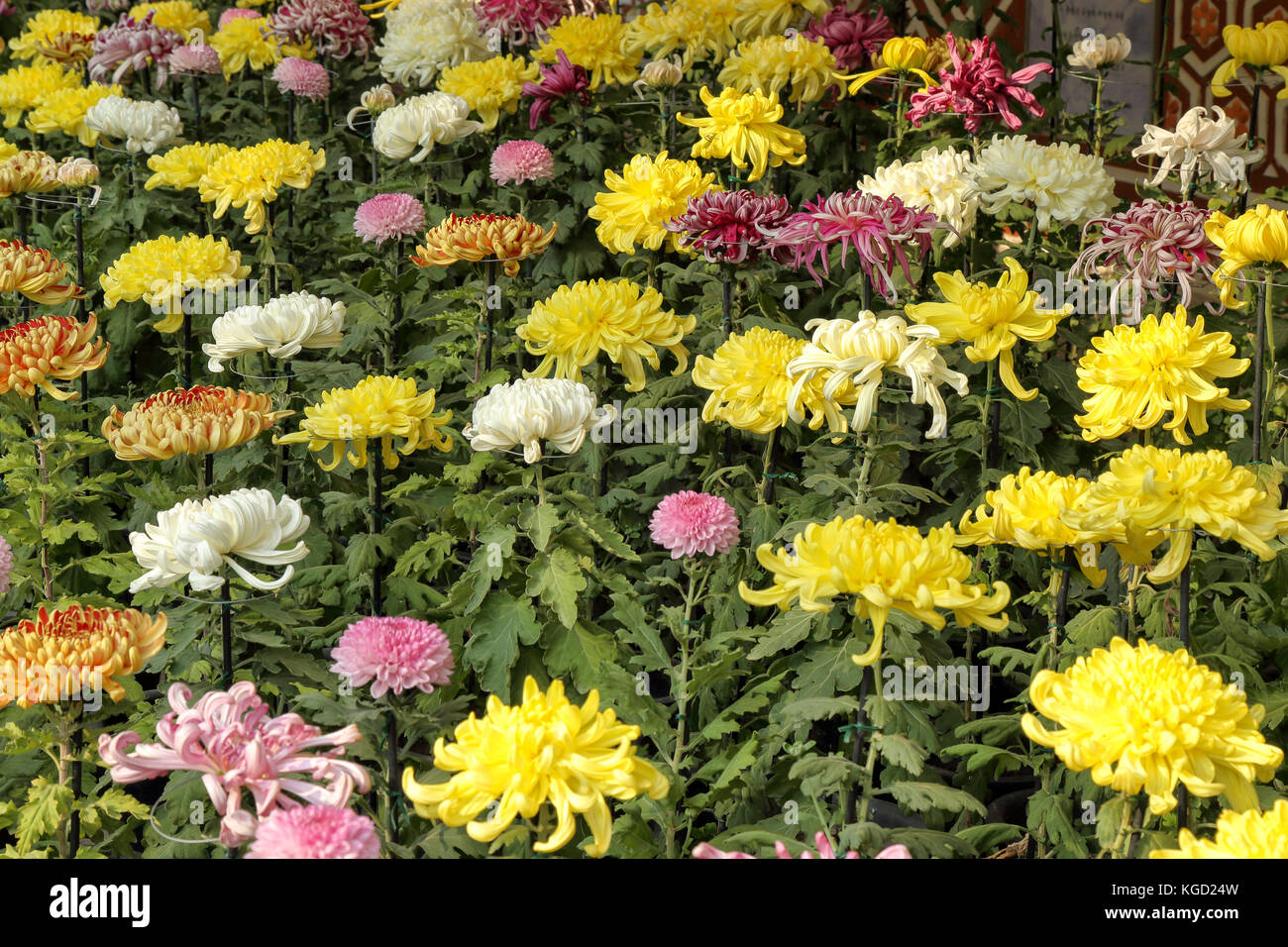 Various colors of Chrysanthemums in the garden Stock Photo - Alamy