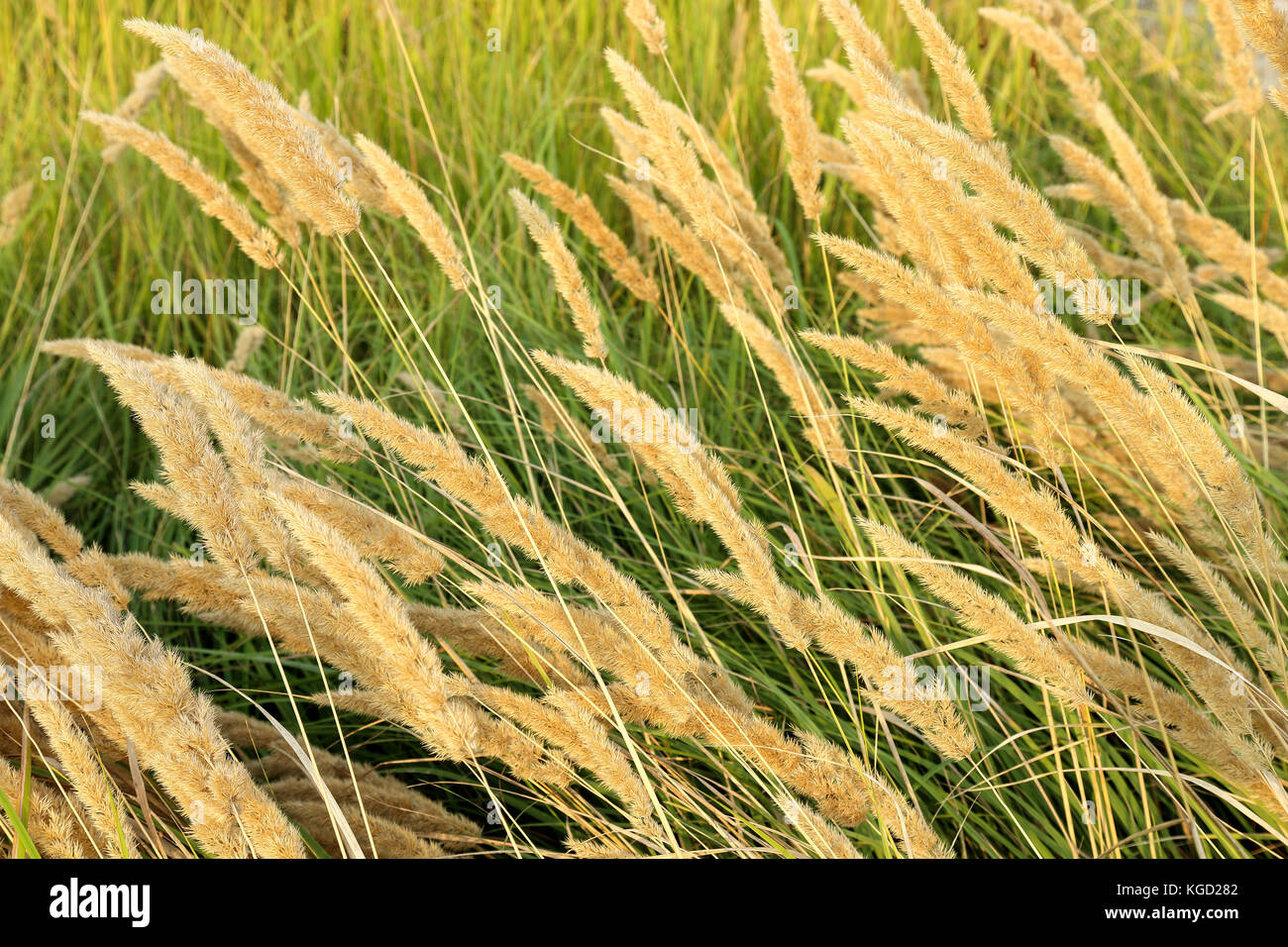 Reed plants hi-res stock photography and images - Alamy