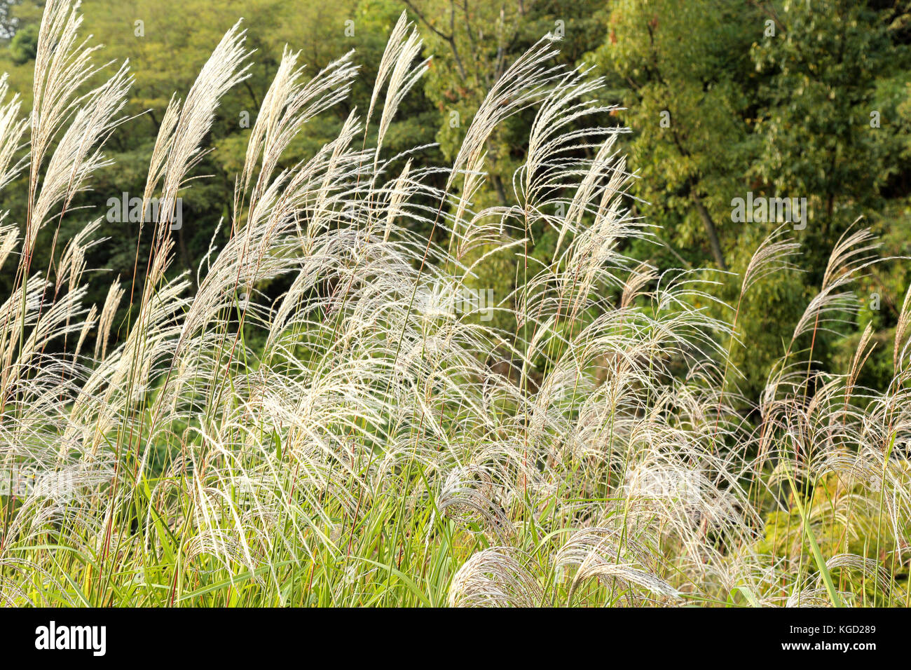 Reed plants hi-res stock photography and images - Alamy