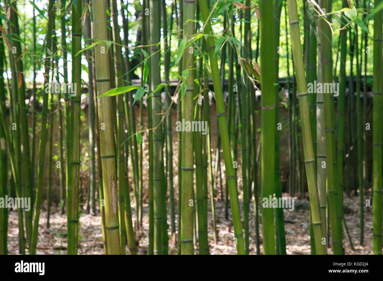 Bamboo garden at one of the palaces in south Korea Stock Photo - Alamy