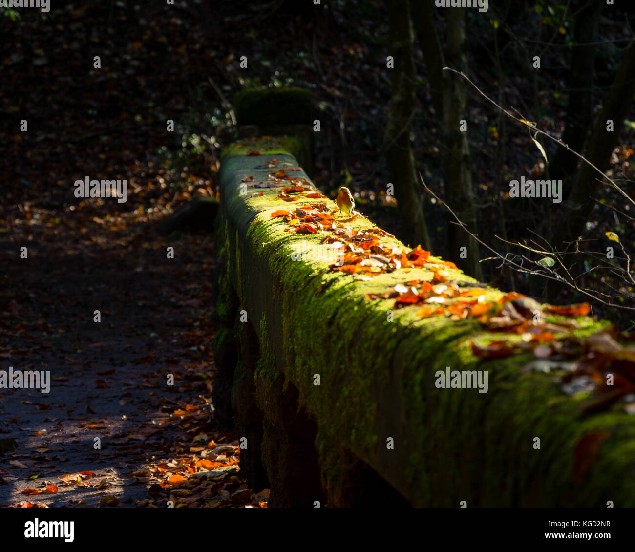 Robin in the rail of the bridge over the Bollin river Stock Photo - Alamy