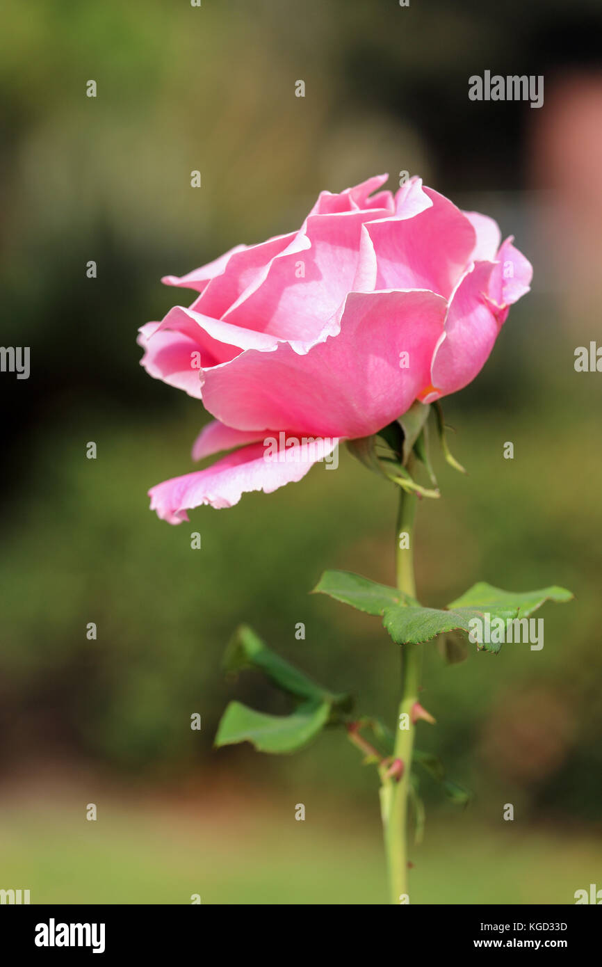 Single pink rose from the side isolated from the background Stock Photo ...