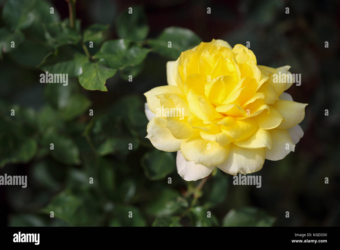 overhead view of Single yellow rose in an outdoor garden Stock Photo ...