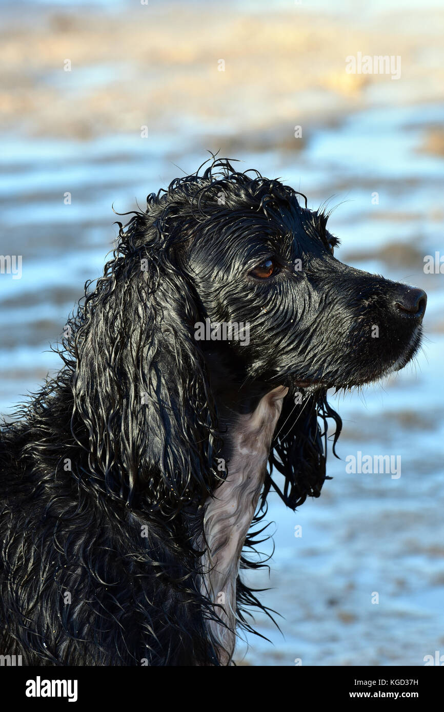 a very wet and happy springer spaniel head and shoulders on the beach ...
