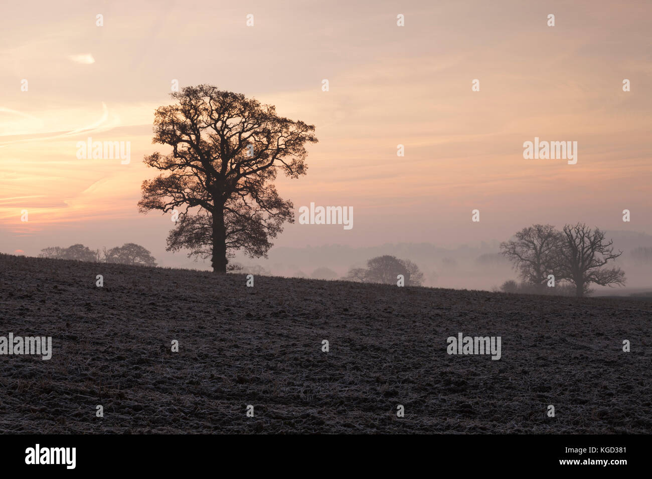 An oak tree in a field of frosted stubble at dawn in early December ...