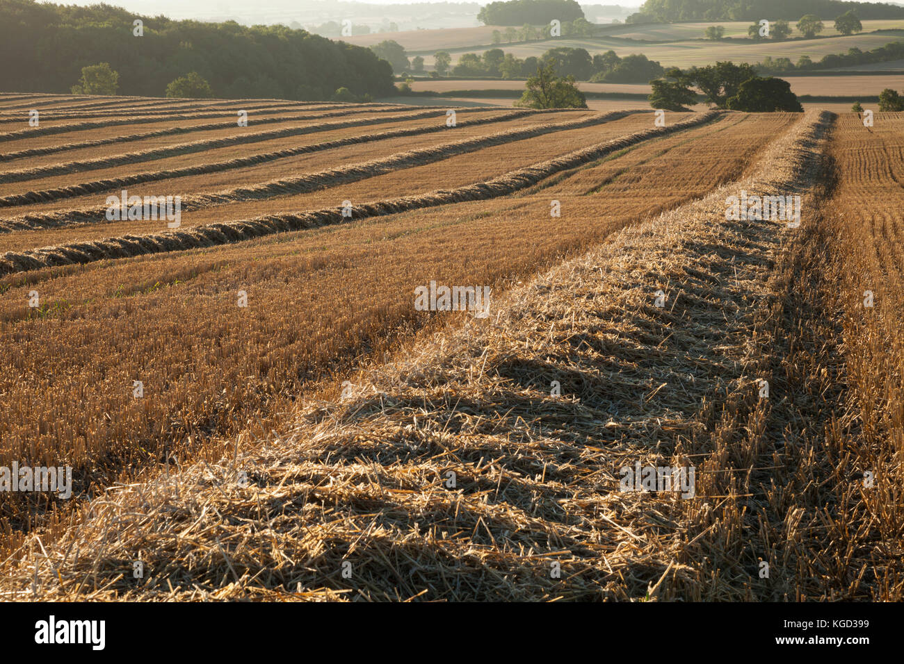 Lines of straw from harvested wheat creating patterns in the landscape ...