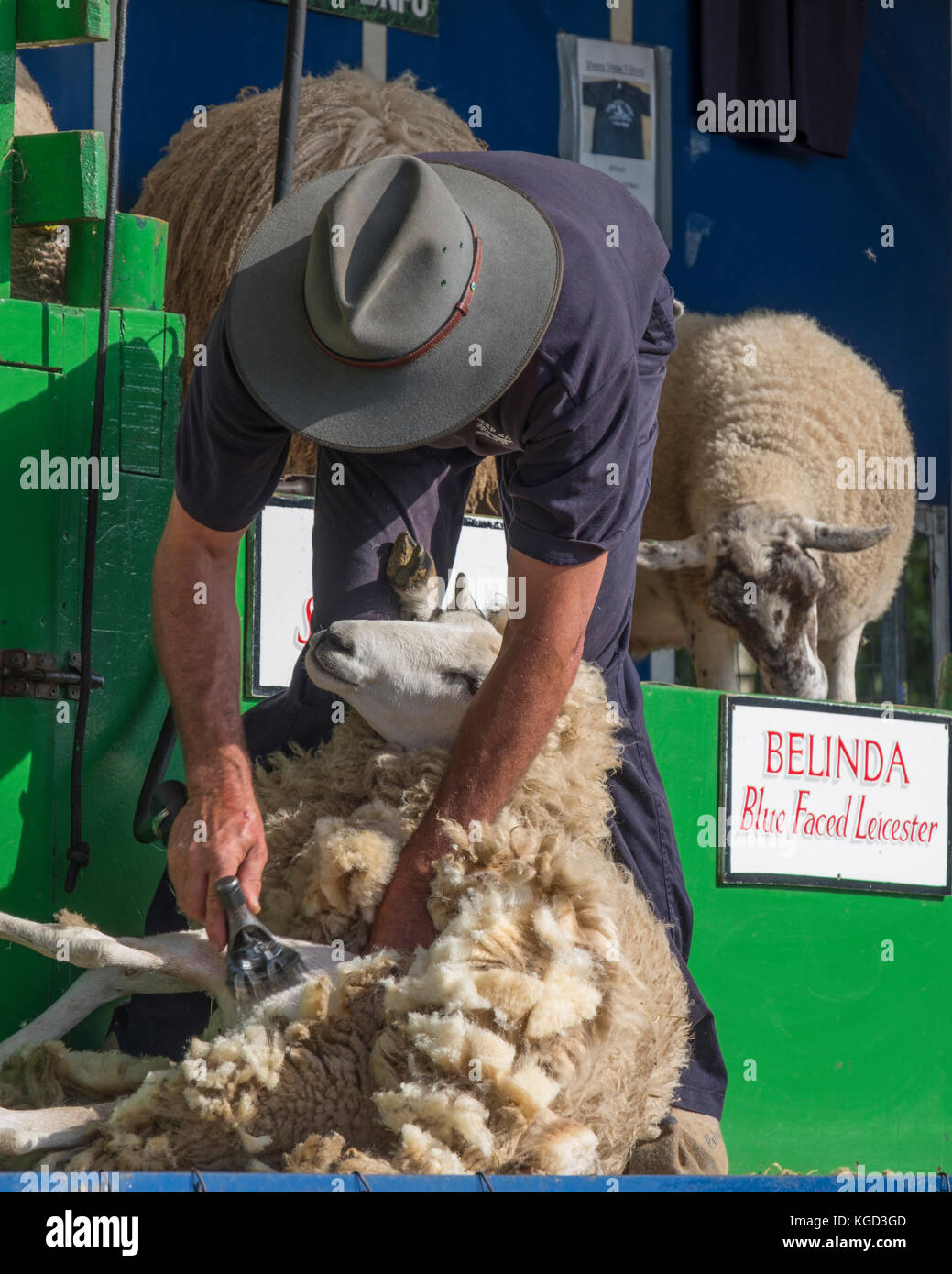 Sheep shearing demonstration at a countryside show Stock Photo - Alamy