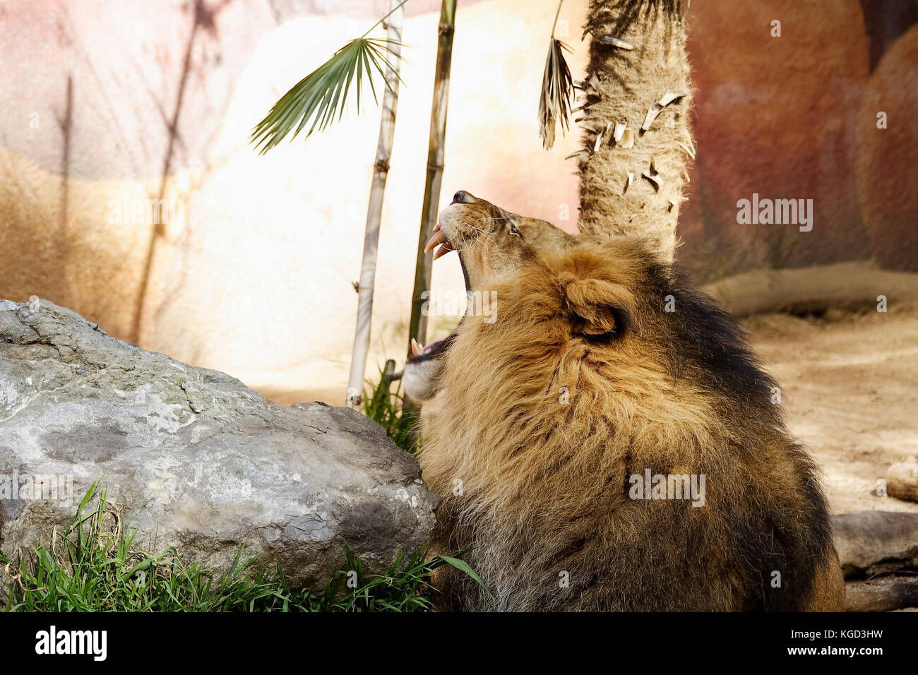 Male lion roaring exposing big canine teeth Stock Photo - Alamy