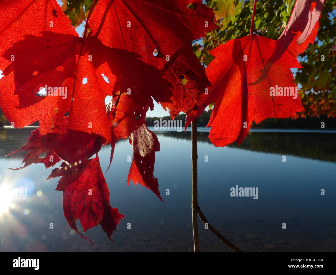 Maple tree turned red during Indian Summer with Cooper Lake during ...