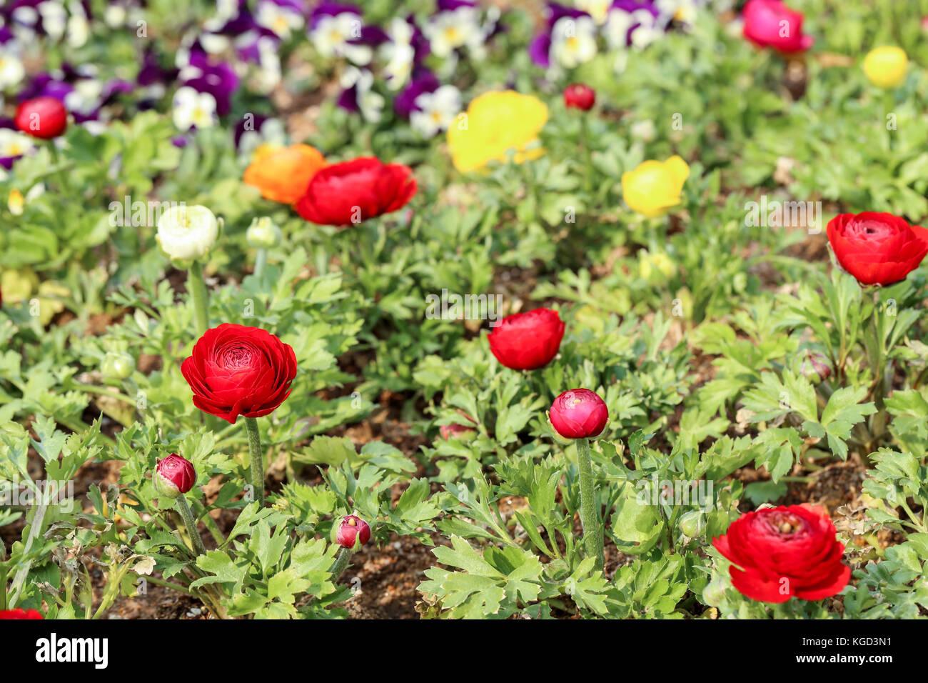 Fresh red flowers blooming outdoor as spring comes Stock Photo - Alamy