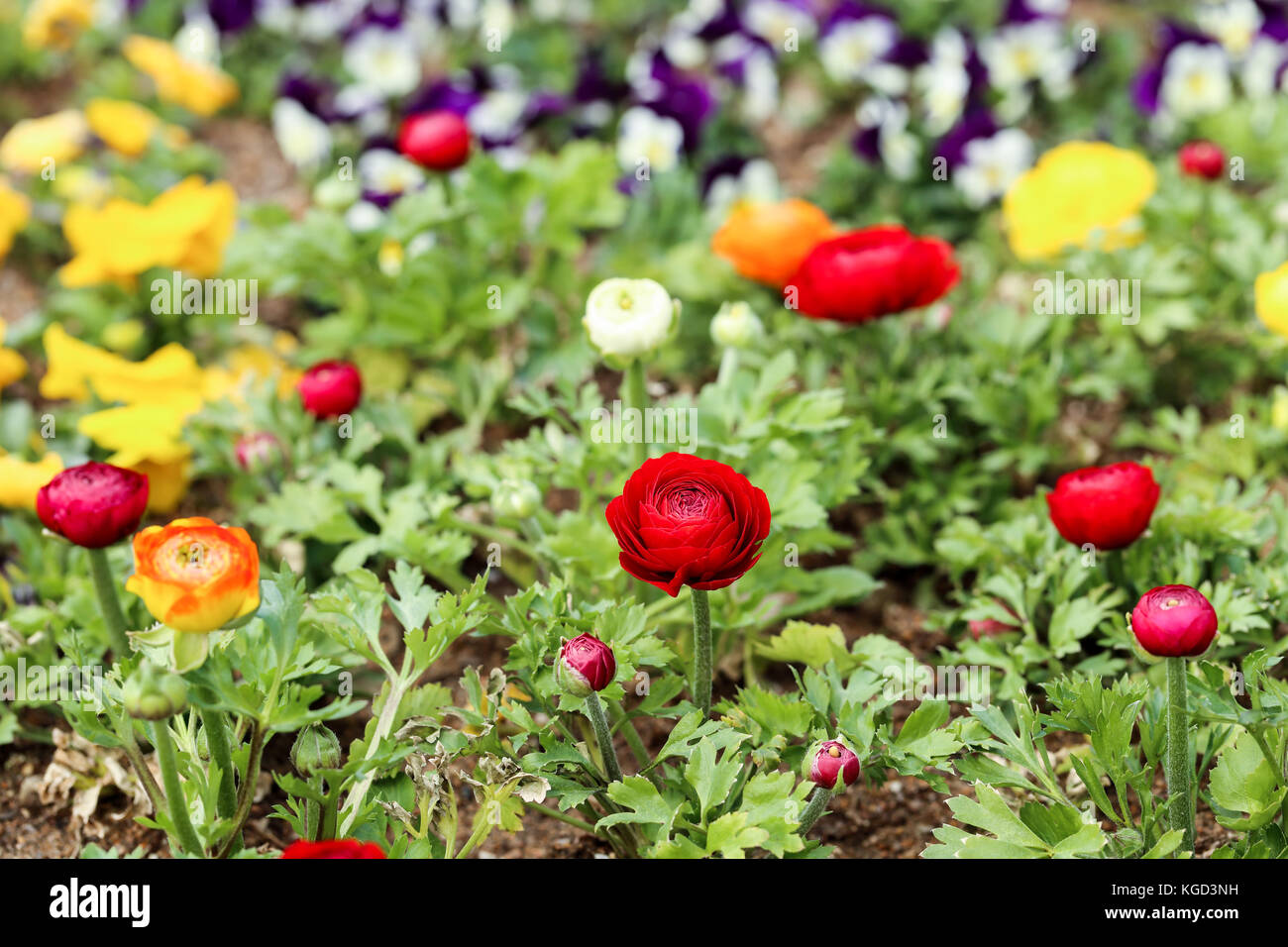 Mature spring flowers hi-res stock photography and images - Alamy