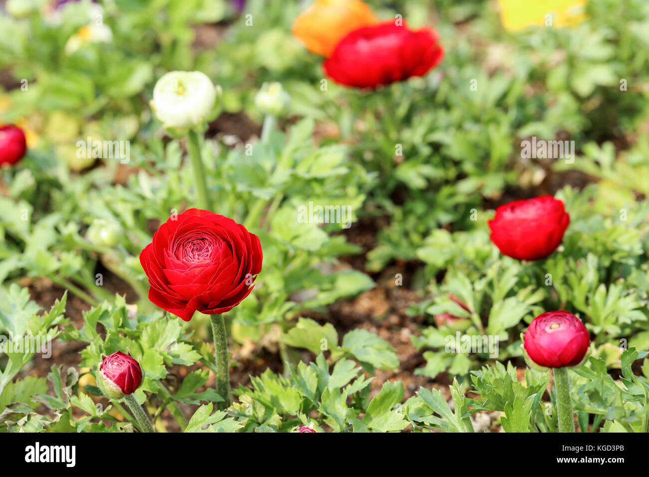 Fresh red flowers blooming outdoor as spring comes Stock Photo - Alamy