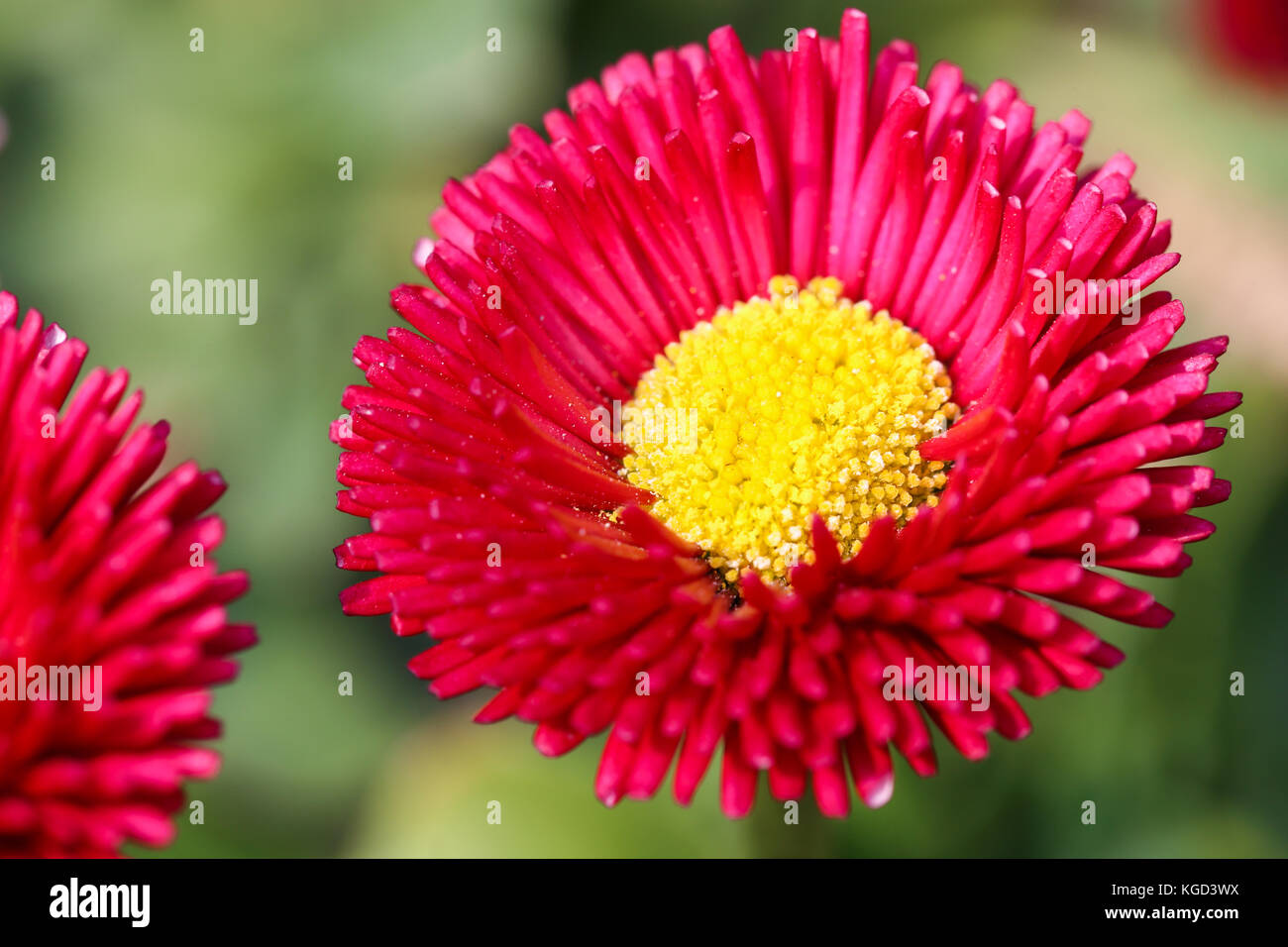Macro image of fresh red daisy with yellow center Stock Photo - Alamy