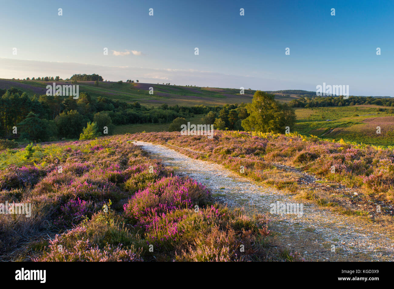 Rockford Common in the New Forest Stock Photo - Alamy