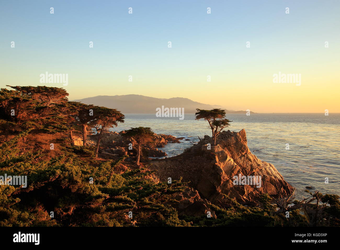 The famous long cypress tree at 17-mile drive Pebble beach, California ...