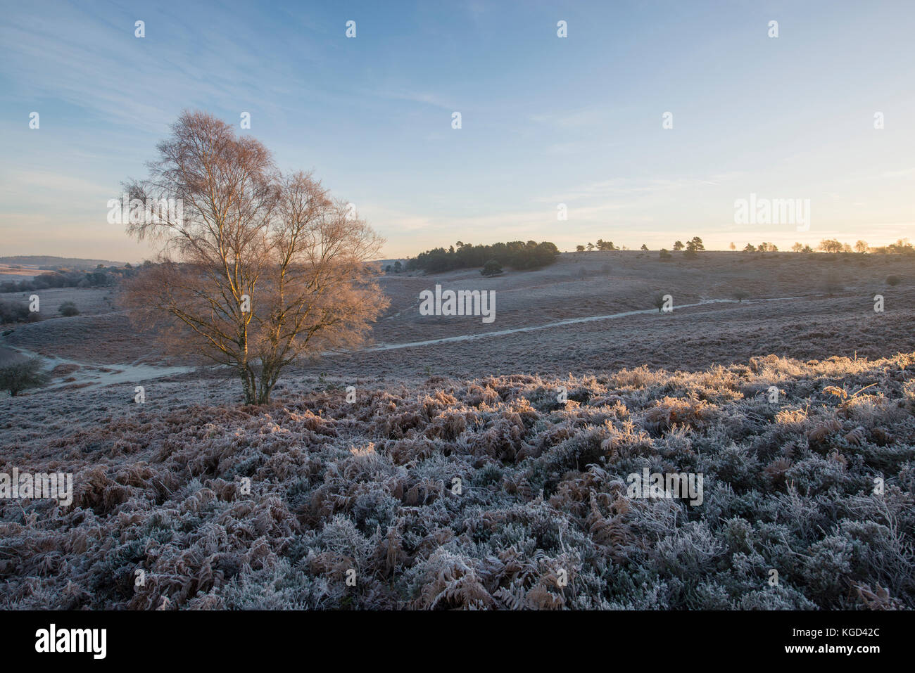 Rockford Common in the New Forest Stock Photo - Alamy