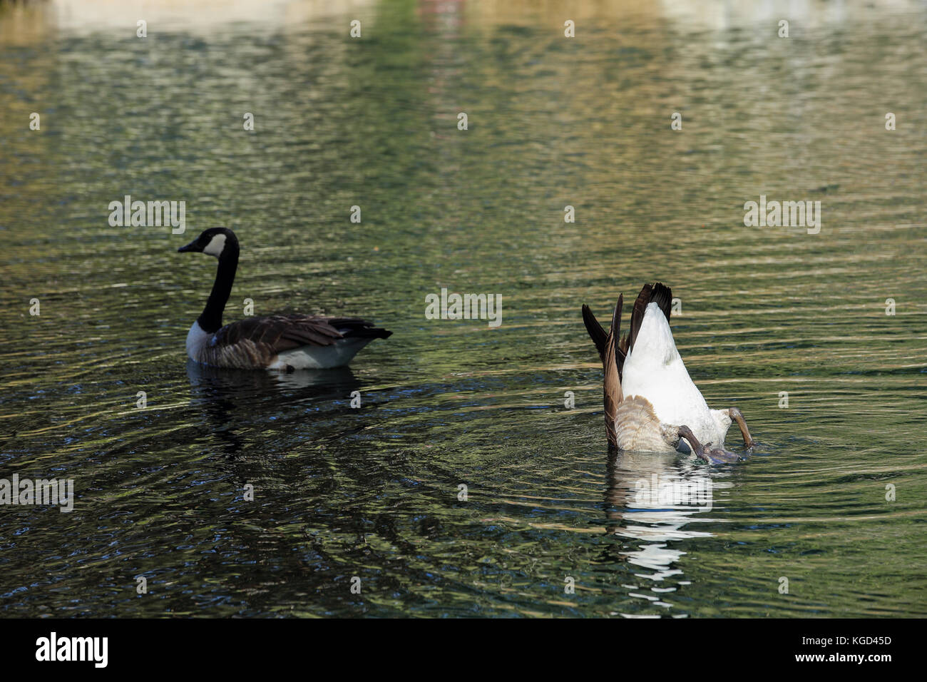 Diving geese at a pond at Kenneth Hahn State Recreation Area, Los ...