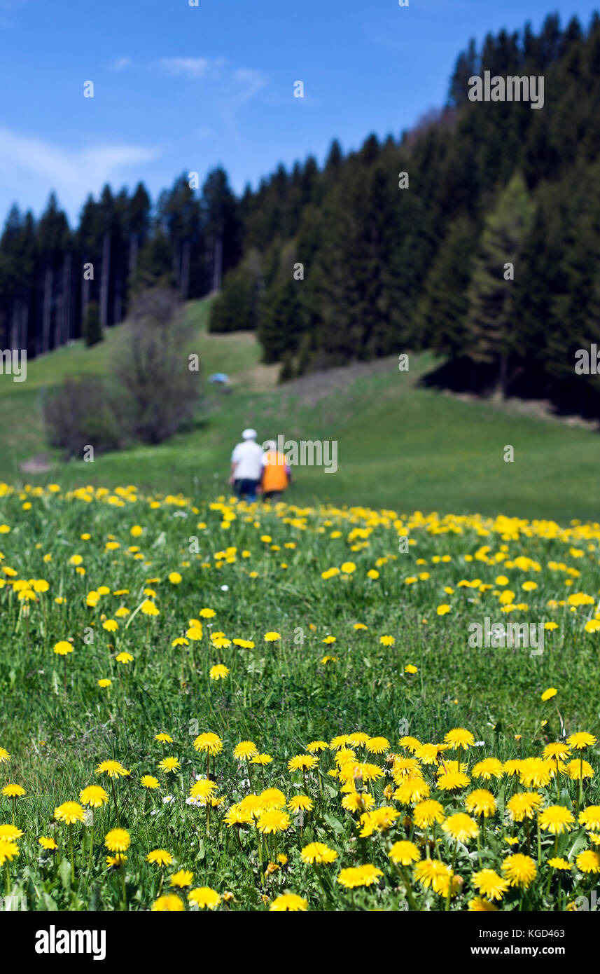 Alpine field hi-res stock photography and images - Alamy