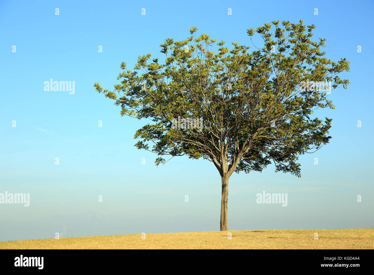A single tree on a hill Stock Photo - Alamy