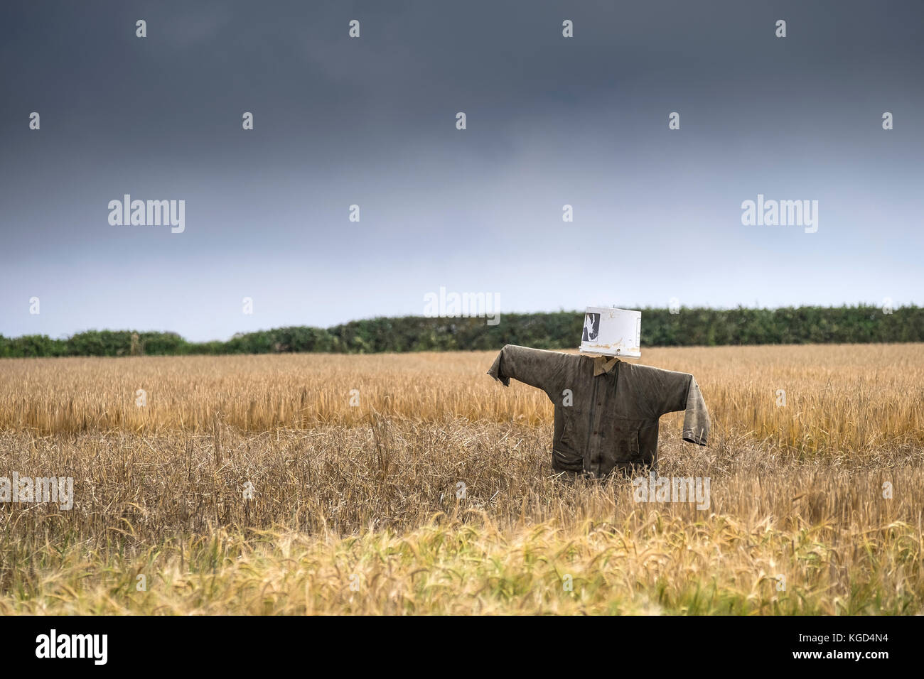 A scarecrow in a field Stock Photo - Alamy
