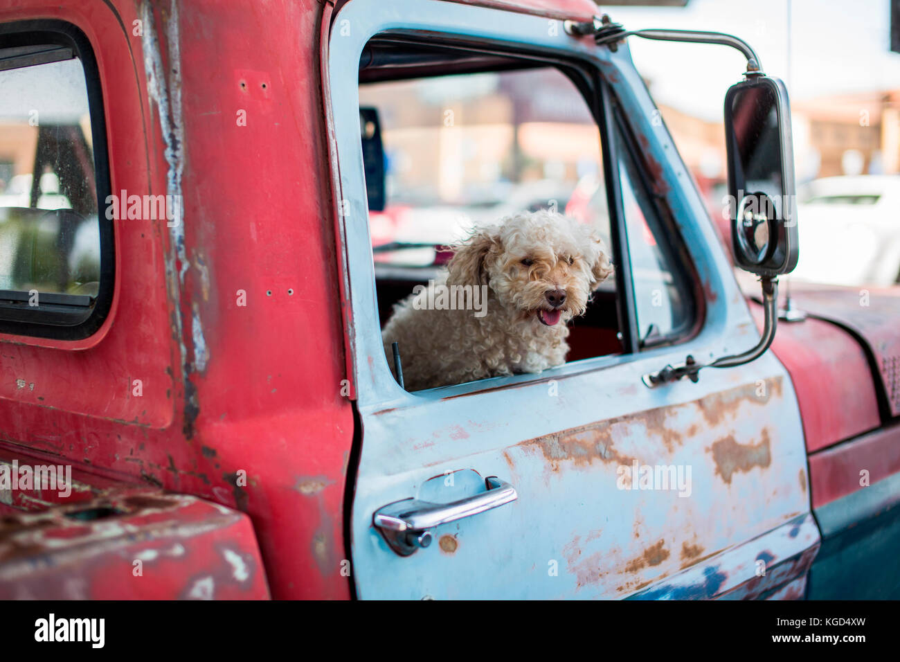 Small dog hanging out a car window on a hot day Stock Photo - Alamy