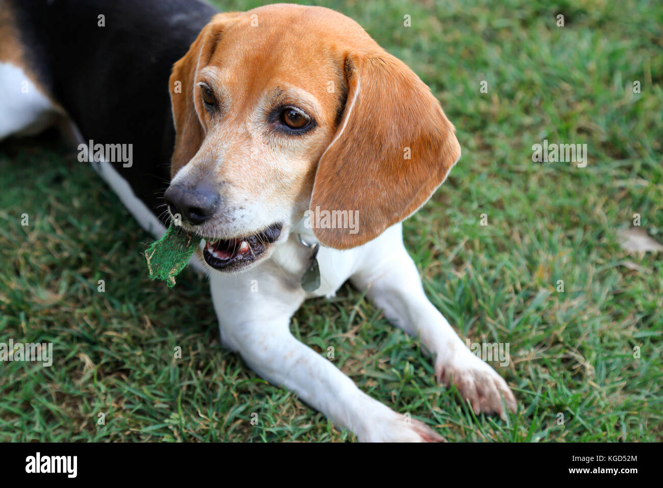 A beagle chewing a piece of tennis ball at a dog park Stock Photo - Alamy