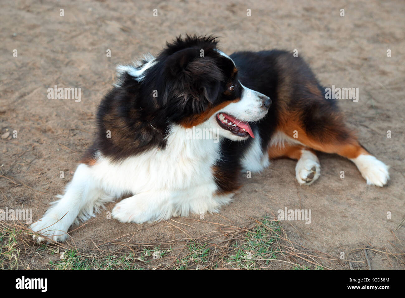 Australian shepherd playing hi-res stock photography and images - Alamy