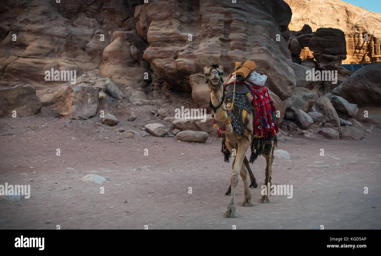 Camel saddle hi-res stock photography and images - Alamy