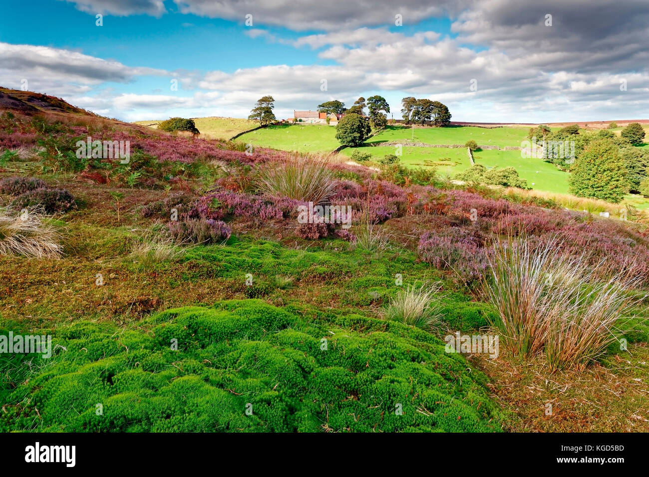 A summer view of the distinctive landscape of Danby Low Moor in the ...