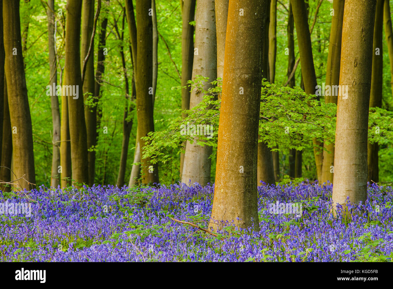Bluebell woods micheldever forest hi-res stock photography and images ...
