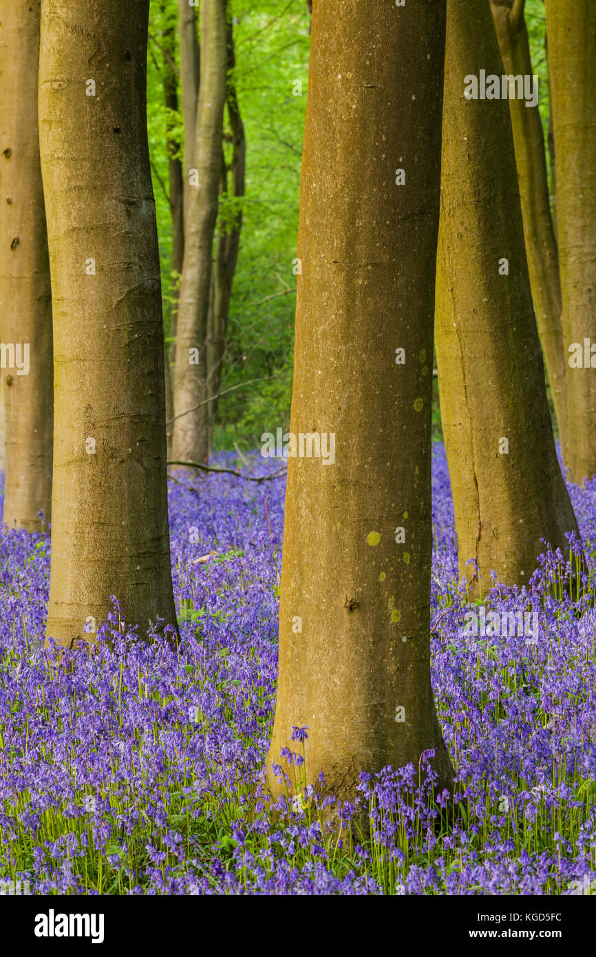 Bluebells in Micheldever Wood Stock Photo - Alamy