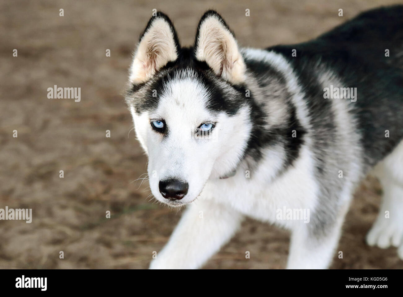 Siberian husky puppy cautiously approaching with a stare Stock Photo ...