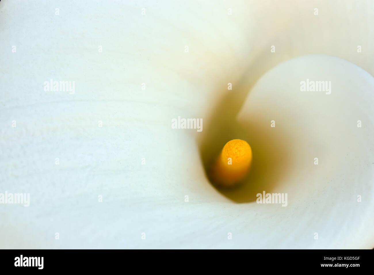 Calla field hi-res stock photography and images - Alamy