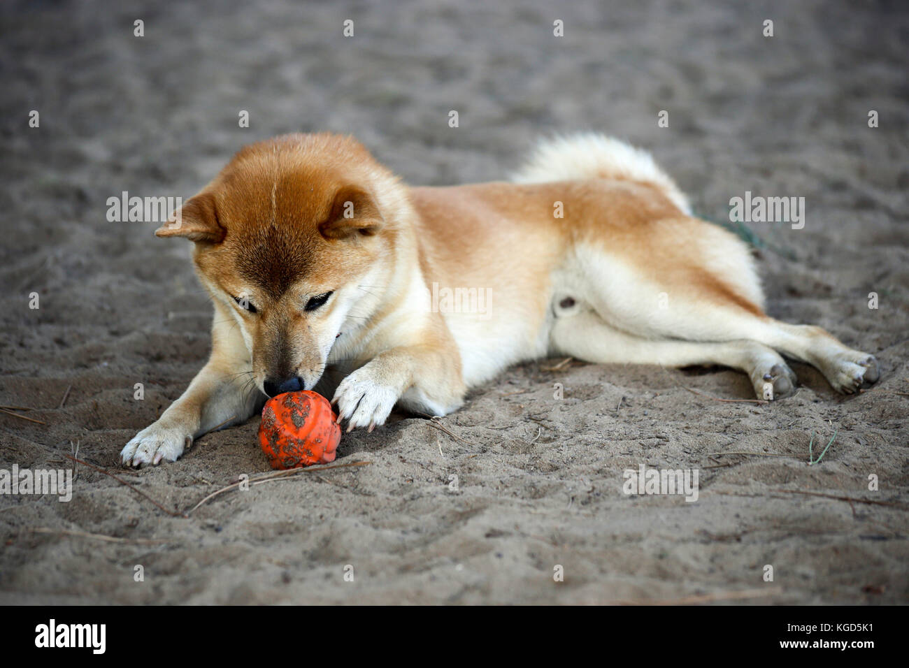 Shiba Inu playing with a rubber ball at a dog park Stock Photo - Alamy