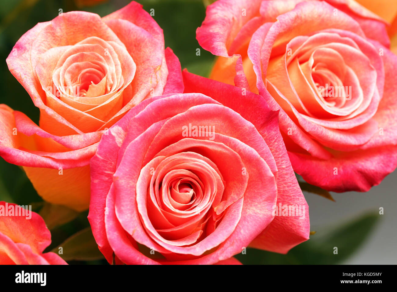 Roses for Velentine Stock Photo - Alamy