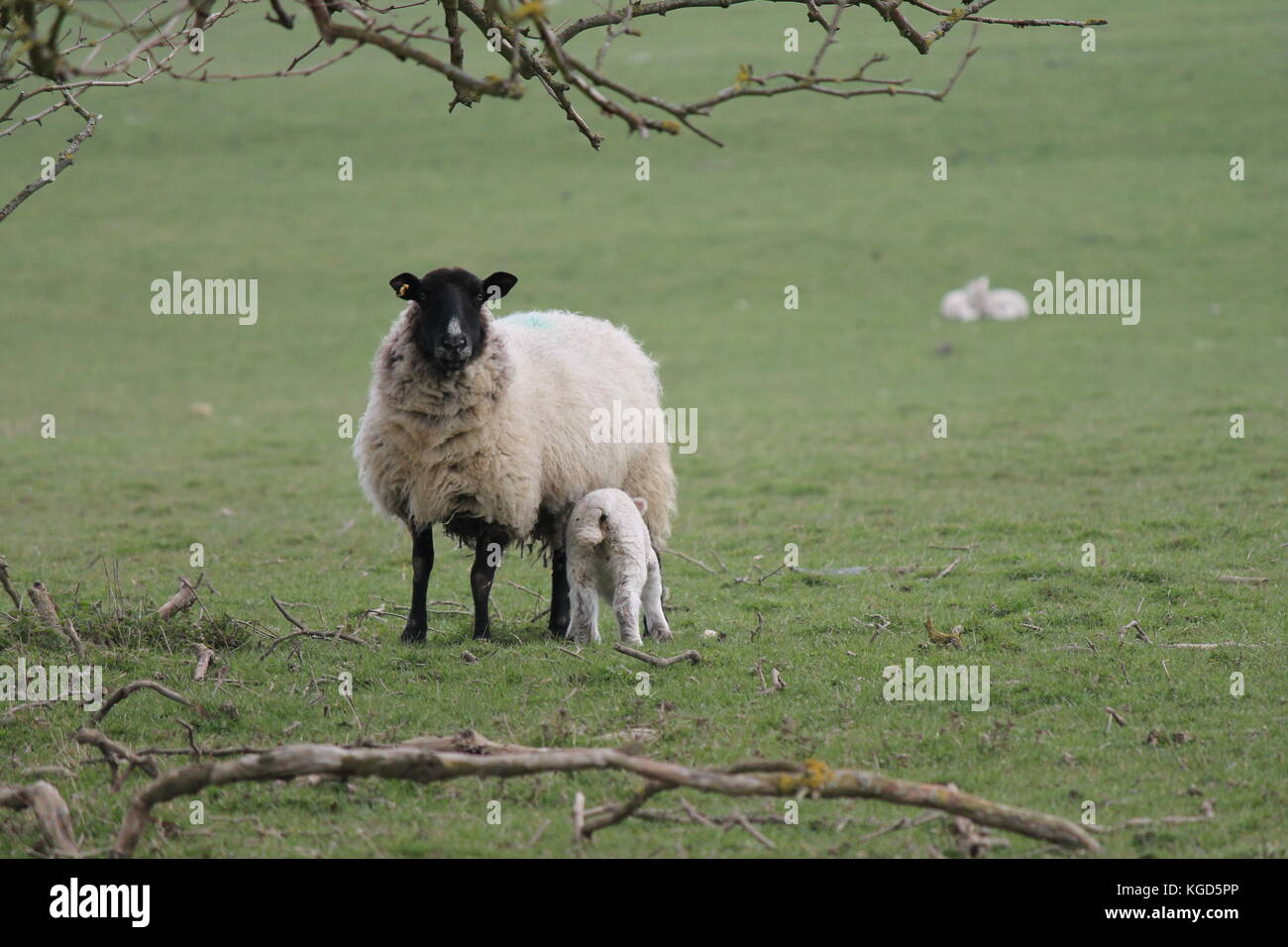 lamb baby sheep feeding milk from mother in grass field meadow copy ...